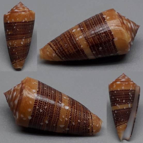 shellauction.net :: Conus nobilis victor - 3676645