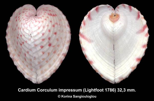 shellauction.net :: Cardium Corculum impressum - 3676972