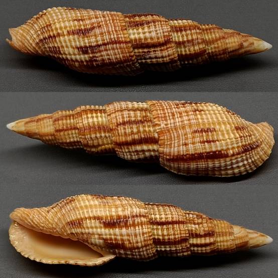 shellauction.net :: Nebularia incompta - 3677031