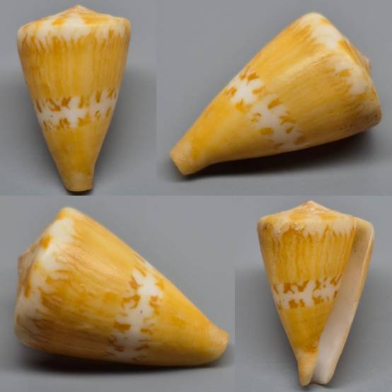 shellauction.net :: Conus capitaneus - 3677097