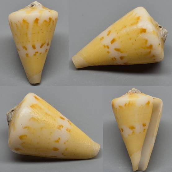 shellauction.net :: Conus capitaneus - 3677122