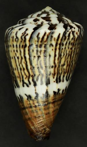 shellauction.net :: Conus capitaneus - 3677152