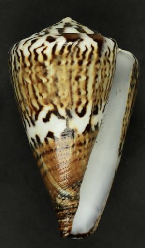 shellauction.net :: Conus capitaneus - 3677152
