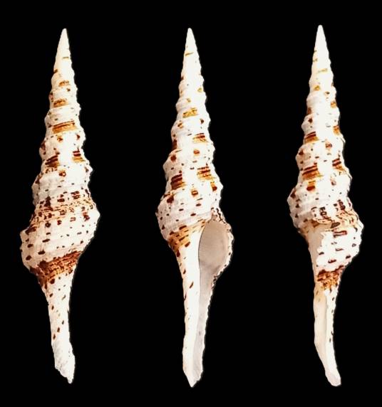 shellauction.net :: Turris garnonsii - 3677159