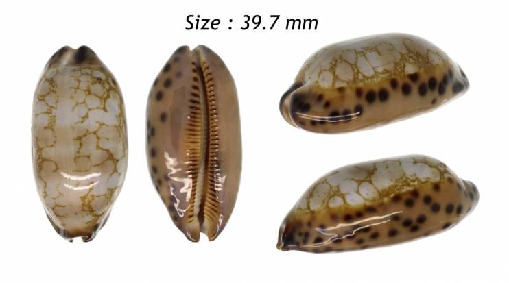 shellauction.net :: Arabica scurra vono - 3677171