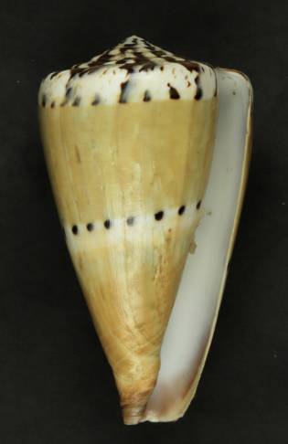 shellauction.net :: Conus mustelinus - 3677187