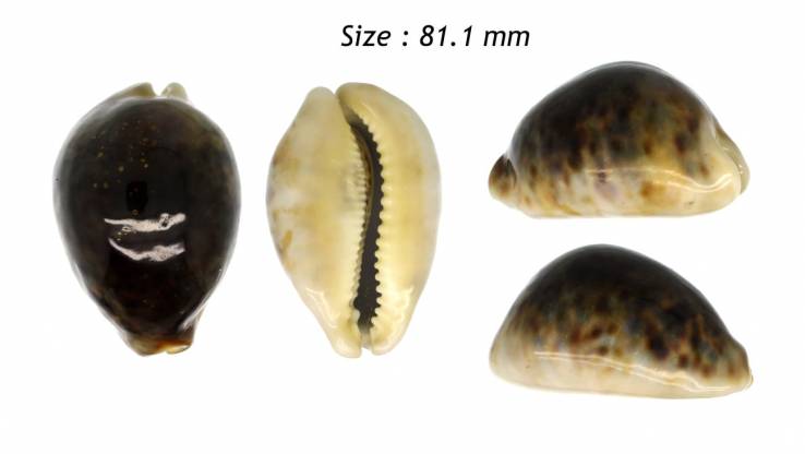 shellauction.net :: Cypraea tigris - 3677196