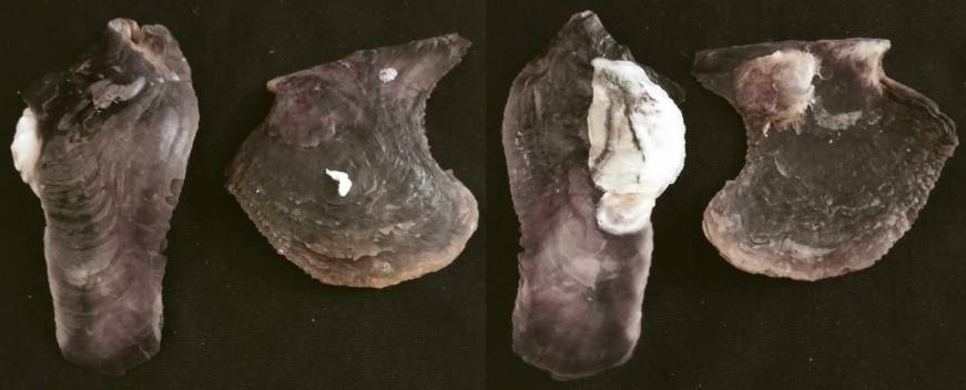 shellauction.net :: Malleus malleus - 3677208