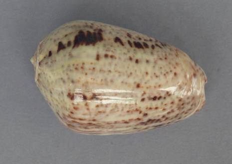 shellauction.net :: Oliva incrassata - 3677219