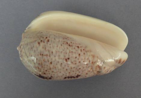 shellauction.net :: Oliva incrassata - 3677219