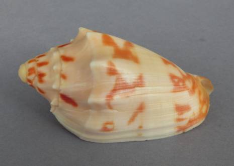 shellauction.net :: Cymbiola deshayesi - 3677223