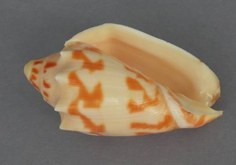 shellauction.net :: Cymbiola deshayesi - 3677223