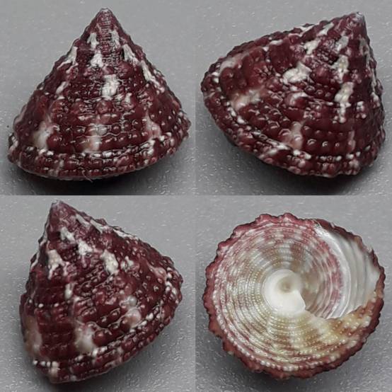 shellauction.net :: Trochus stellatus - 3677328