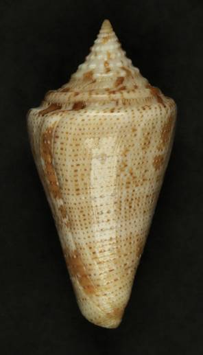 shellauction.net :: Conus granarius - 3677466