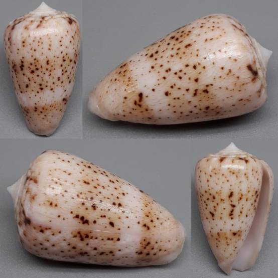 shellauction.net :: Conus zeylanicus - 3677480