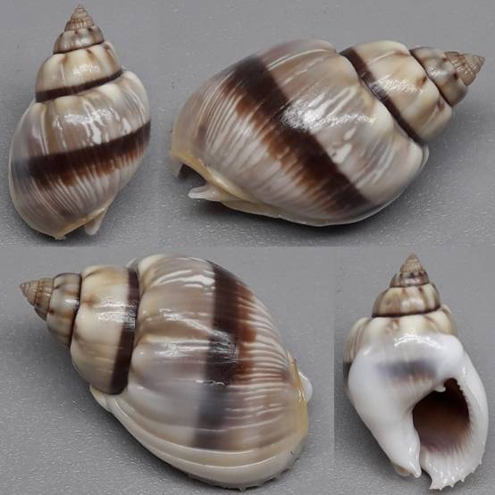 shellauction.net :: Nassarius sp. - 3677519