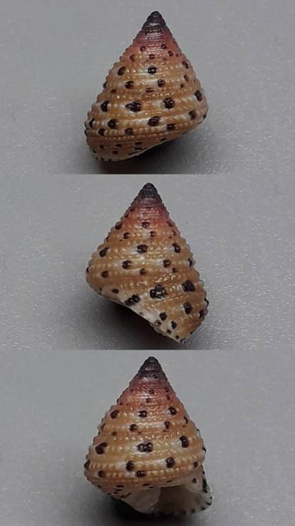 shellauction.net :: Clanculus undatus - 3677647