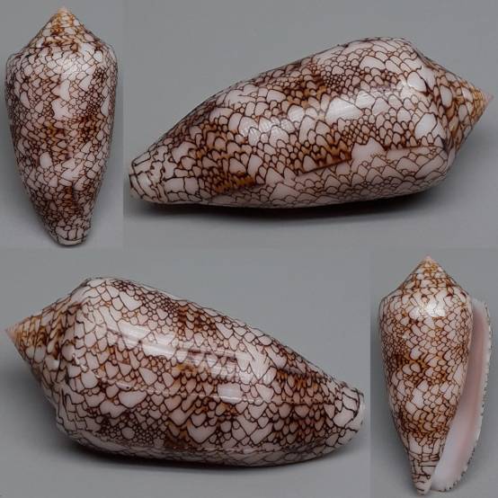 shellauction.net :: Conus canonicus - 3677744