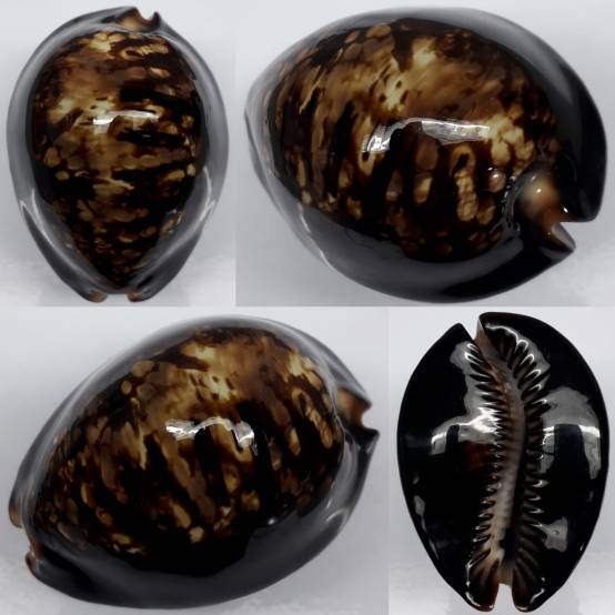 shellauction.net :: Mauritia mauritiana - 3677874