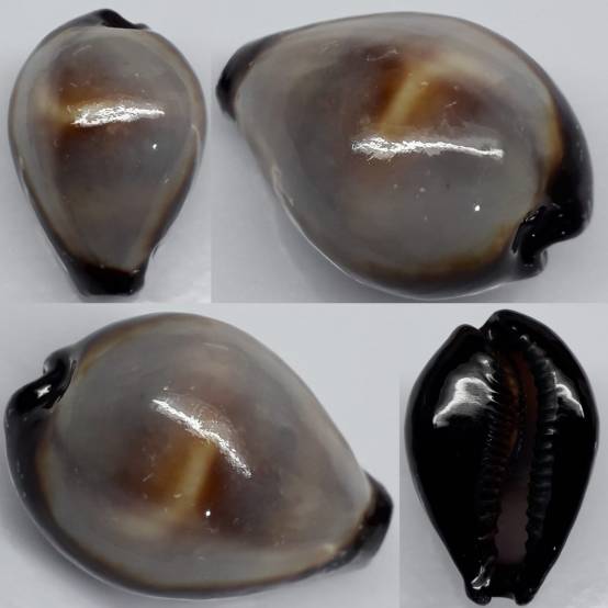 shellauction.net :: Erronea onyx - 3677906