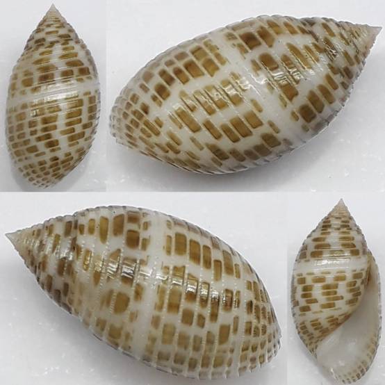 shellauction.net :: Pupa solidula - 3678010