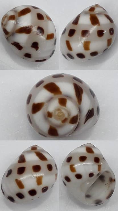 shellauction.net :: Natica sp. - 3678014