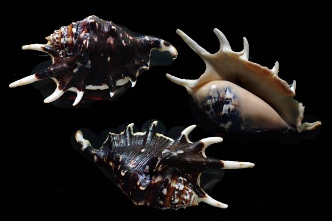 shellauction.net :: Lambis lambis - 3678115