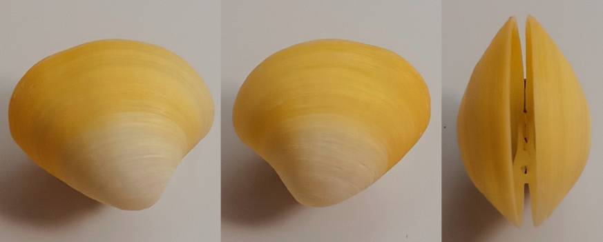 shellauction.net :: Pitar citrinus - 3678211