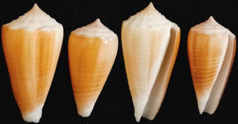 shellauction.net :: Conus bocki - 3678225