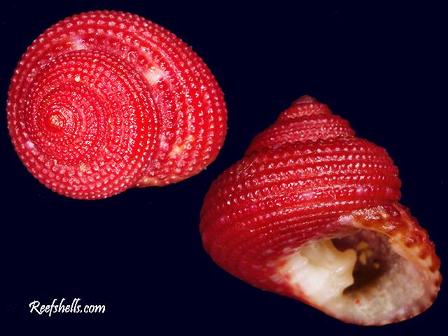 shellauction.net :: Clanculus corallinus - 3678242