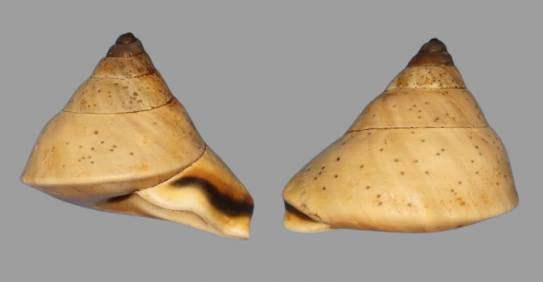 shellauction.net :: Rhynchotrochus macgillivrayi - 3678253