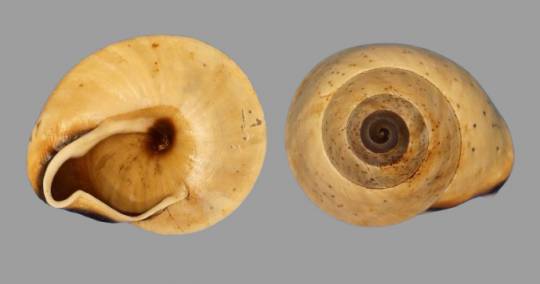 shellauction.net :: Rhynchotrochus macgillivrayi - 3678253