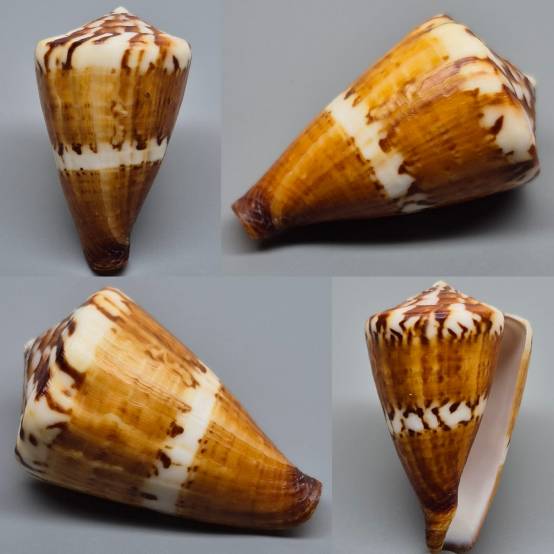 shellauction.net :: Conus capitaneus - 3678258