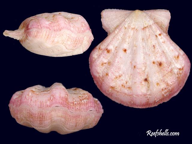 shellauction.net :: Flexopecten flexuosa pyxoidea - 3678304