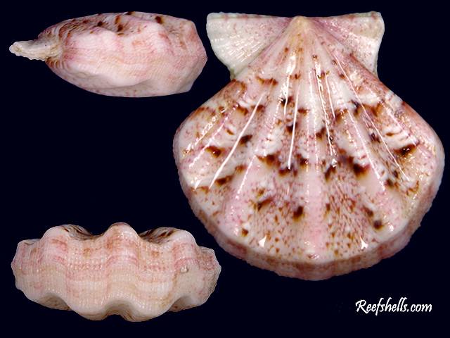 shellauction.net :: Flexopecten flexuosa pyxoidea - 3678309