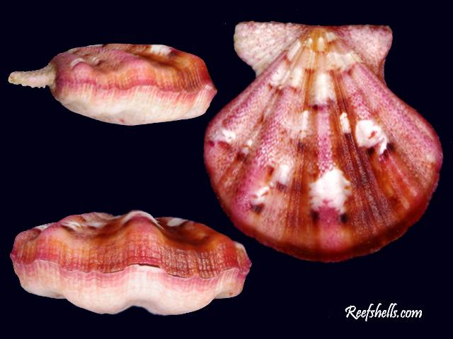 shellauction.net :: Flexopecten flexuosa pyxoidea - 3678311