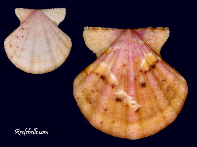 shellauction.net :: Flexopecten flexuosa - 3678355