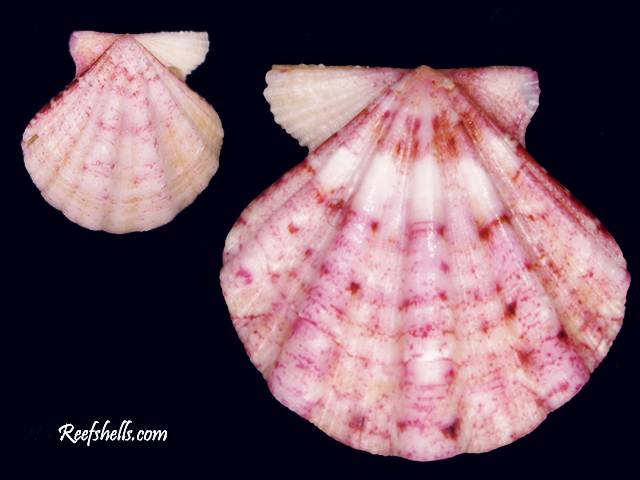 shellauction.net :: Flexopecten flexuosa - 3678358