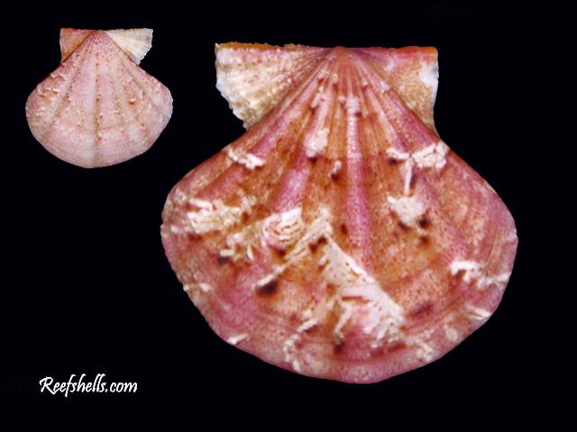 shellauction.net :: Flexopecten flexuosa - 3678368