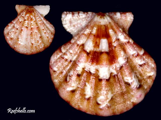 shellauction.net :: Flexopecten flexuosa - 3678376