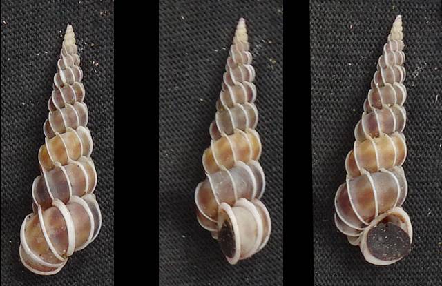 shellauction.net :: Epitonium sp. - 3678557