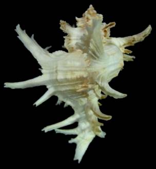 shellauction.net :: Chicoreus cornucervi - 3678591