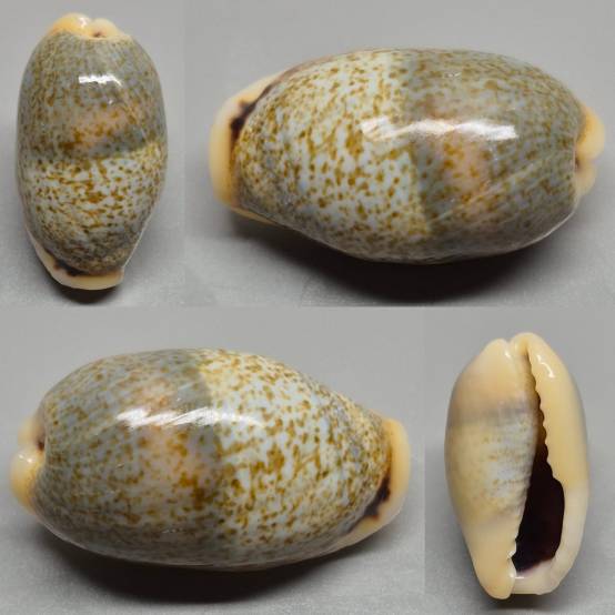 shellauction.net :: Erronea errones - 3678696