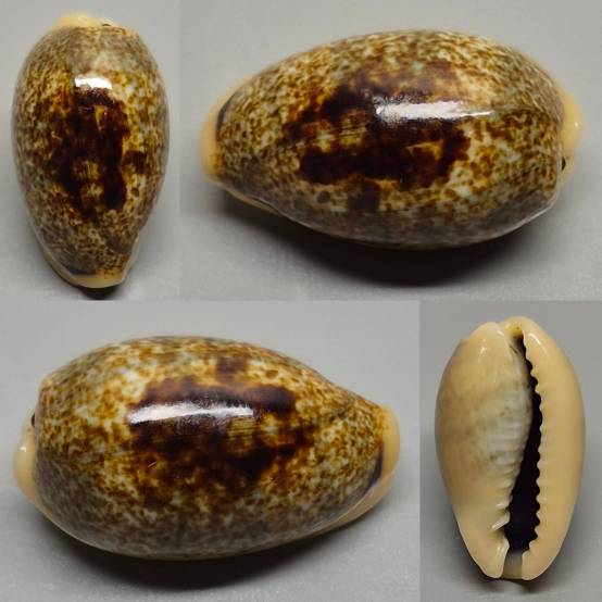 shellauction.net :: Erronea errones - 3678703