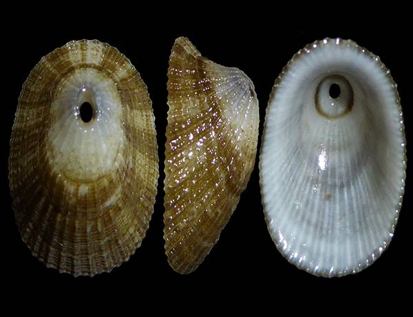 shellauction.net :: Diodora sp. - 3678822