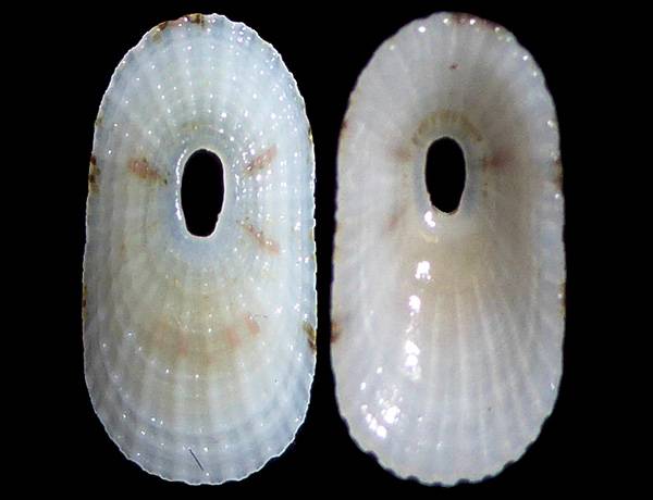 shellauction.net :: Lucapina sowerbii - 3678838