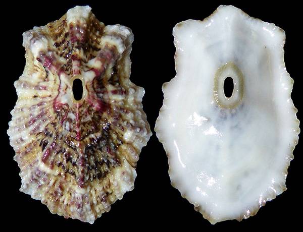 shellauction.net :: Fissurella microtrema - 3678848