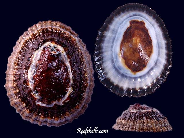 shellauction.net :: Patella granularis - 3679007