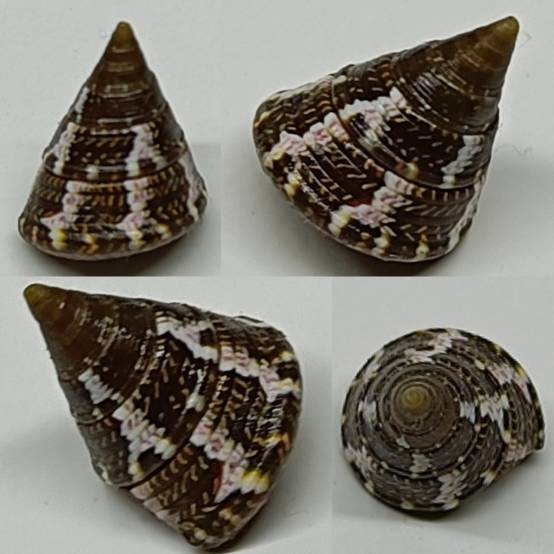 shellauction.net :: Trochus sp. - 3679013