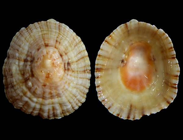 shellauction.net :: Patella intermedia - 3679082